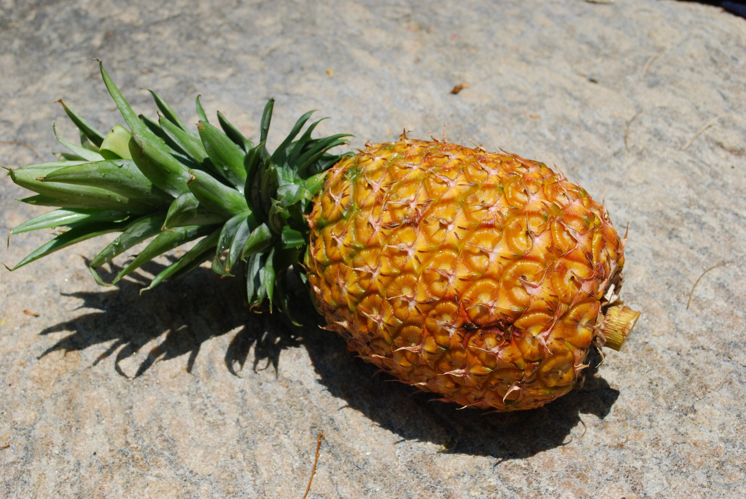 Ananas Kew – FruchtBote